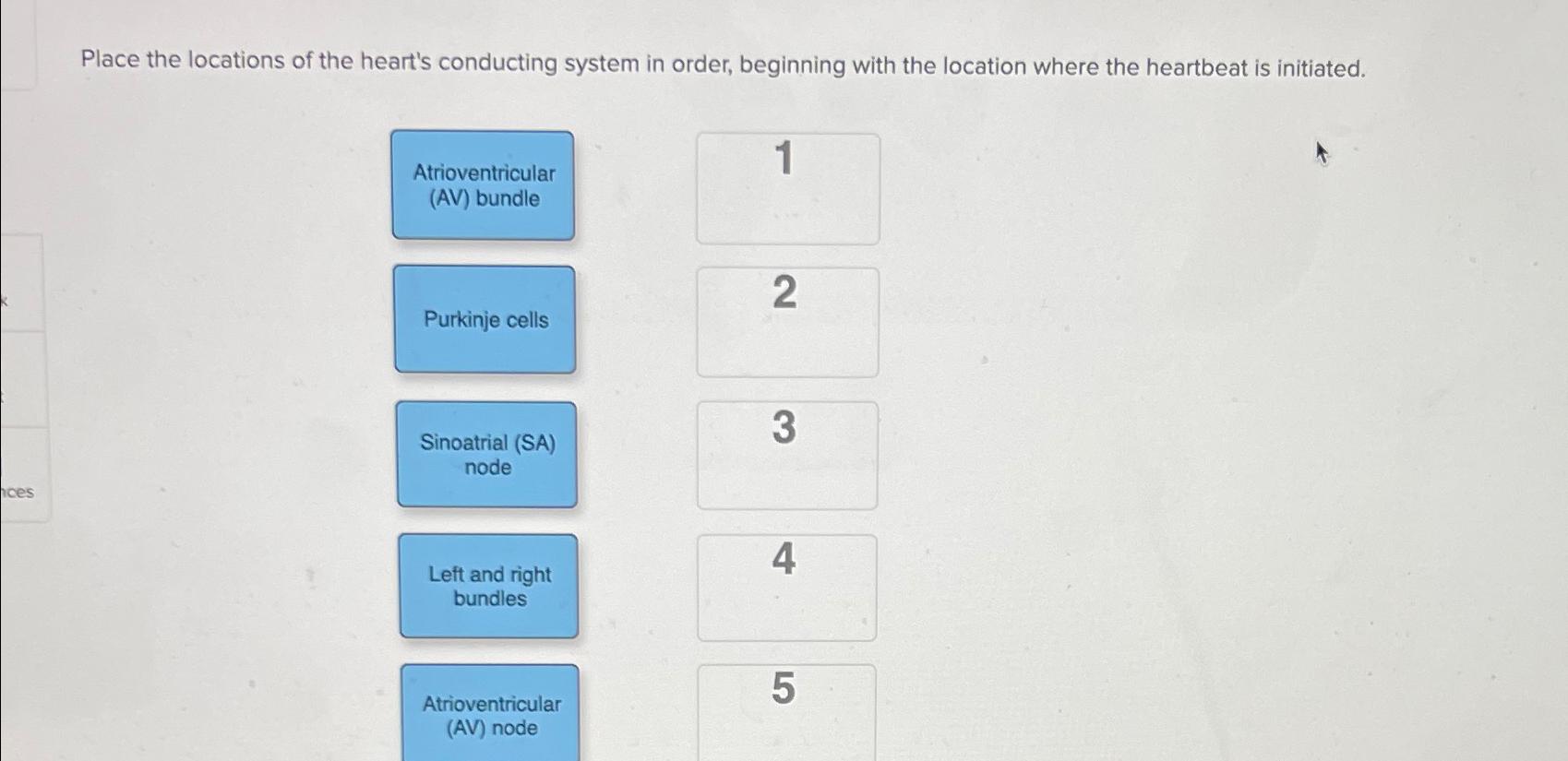 Solved Place the locations of the heart's conducting system | Chegg.com