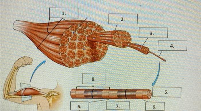 Solved List of Terms: A band Actin Cardiac muscle fiber | Chegg.com