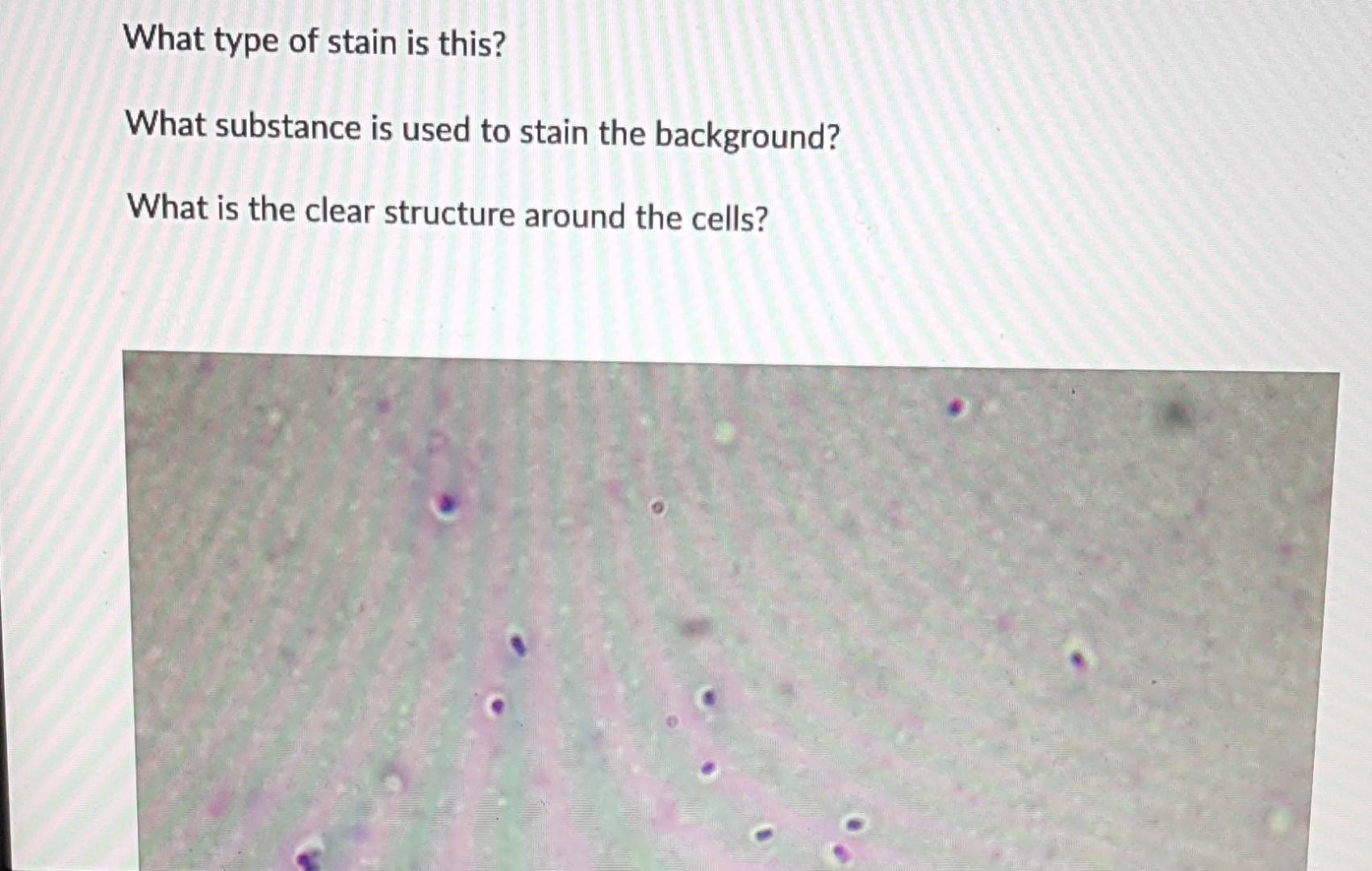 Solved What type of stain is this? What substance is used to | Chegg.com