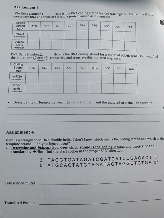 Solved Assignment 3 DNA Gene Number 1 Here is the DNA coding | Chegg.com