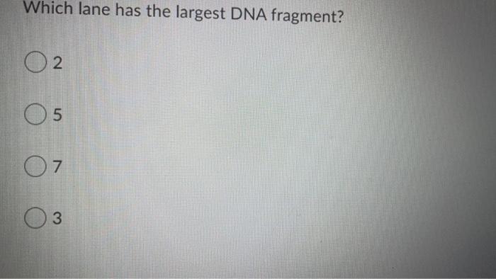 Solved 1.which lane has the largest DNA fragment? 2.Which | Chegg.com