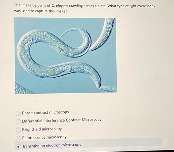Solved The image below is of C. elegans crawling across a | Chegg.com