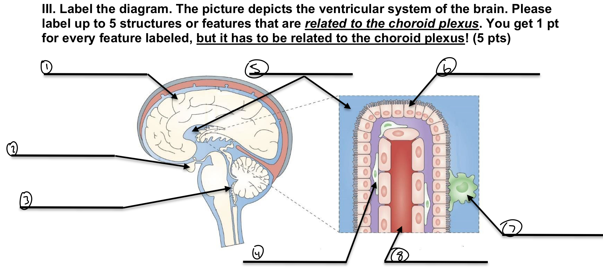 Solved III. Label the diagram. The picture depicts the | Chegg.com