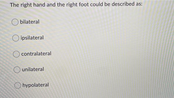 Solved The right hand and the right foot could be described | Chegg.com