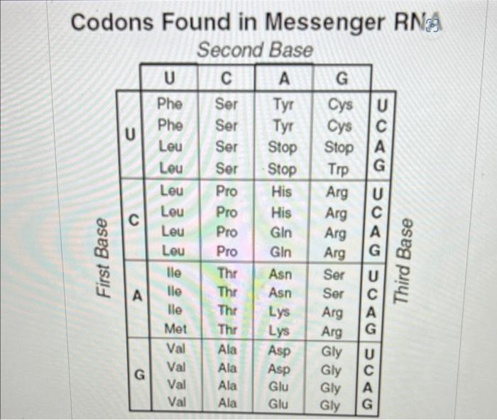 Solved If a DNA template strand has the following sequence, | Chegg.com