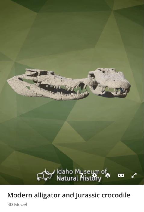 Solved The shape and uniformity of teeth are helpful | Chegg.com