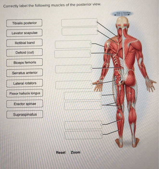 Solved Correctly label the following muscles of the | Chegg.com