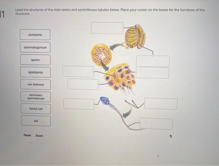Solved 11 Label the structures of the male testes and | Chegg.com