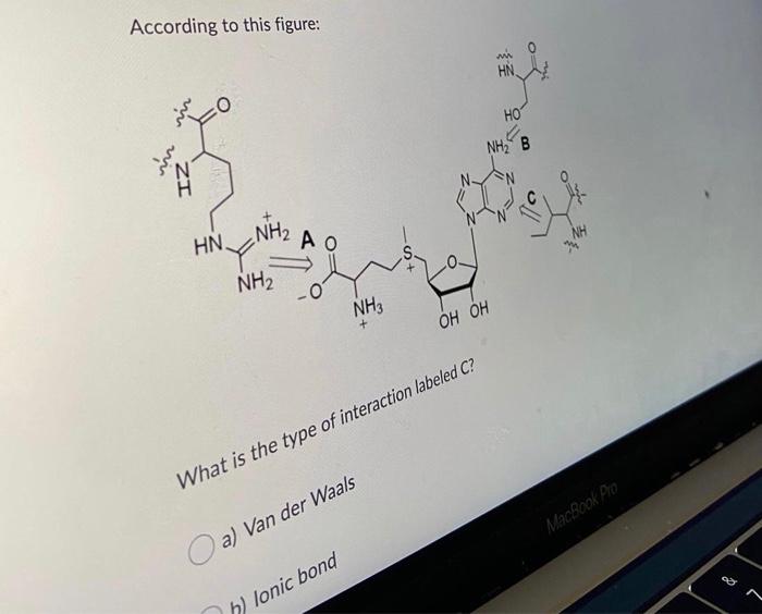 Solved According to this figure: HN HO NH2 B NH2 AO HN NH2 | Chegg.com