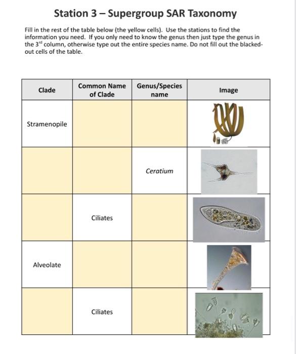 Solved Station 3-Supergroup SAR Taxonomy Fill in the rest of | Chegg.com