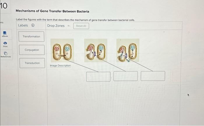 Solved Mechanisms of Gene Transfer Between Bacteria Label | Chegg.com