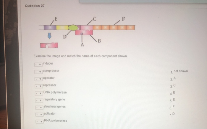Solved Question 27 Examine the image and match the name of | Chegg.com