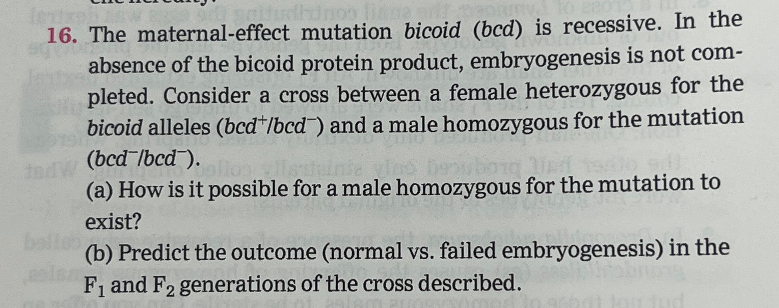 Solved The Maternal Effect Mutation Bicoid Bcd ﻿is