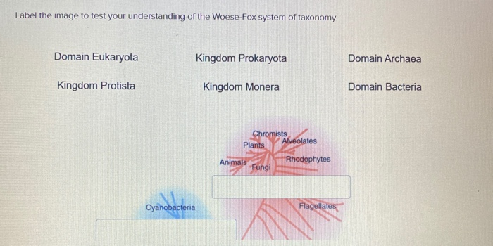Solved Label the image to test your understanding of the | Chegg.com