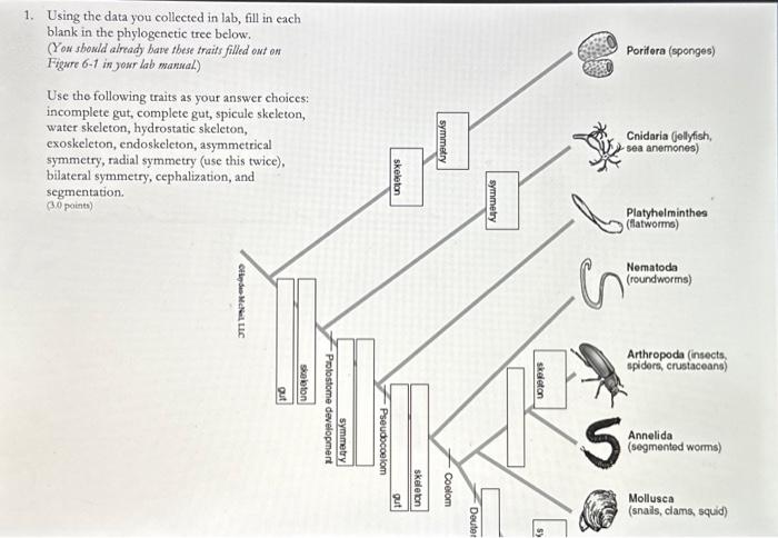 Solved Figure 6-1. Phylogeny-anımals. 1. Using the data | Chegg.com