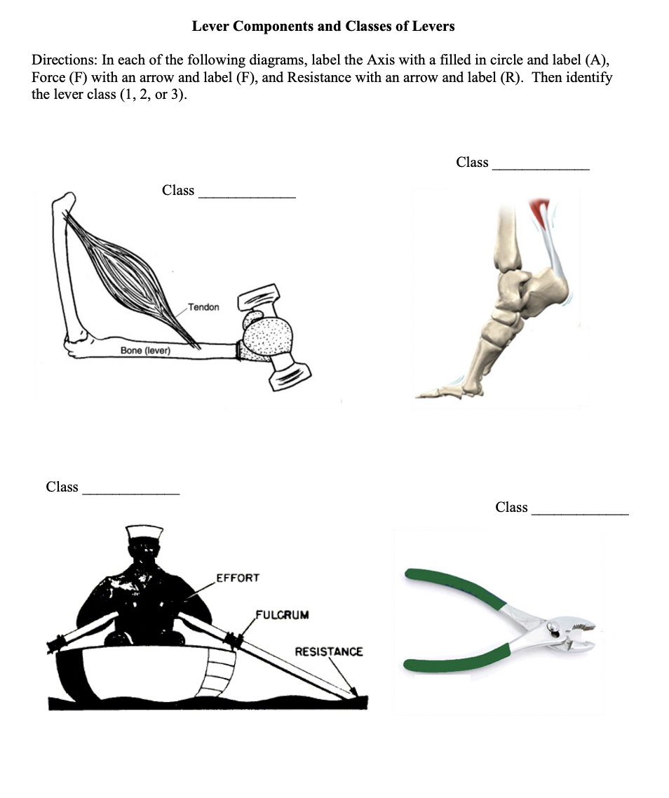 Solved Lever Components and Classes of LeversDirections: In | Chegg.com