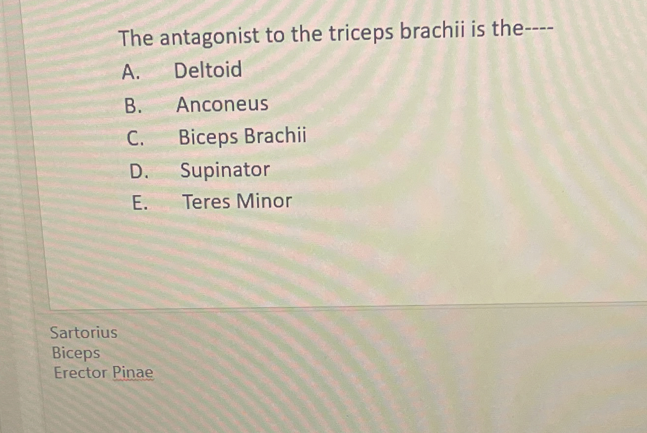 Solved The antagonist to the triceps brachii is the- q,A. | Chegg.com
