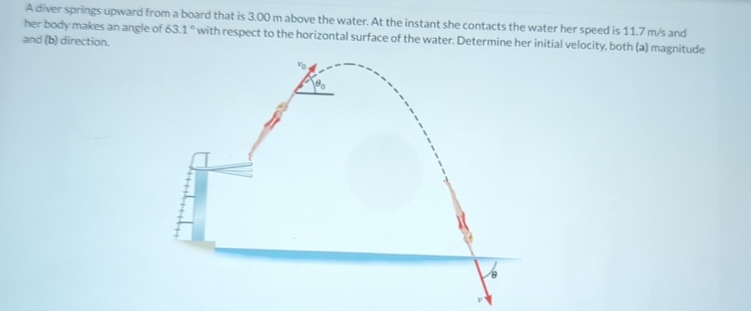 Solved A diver springs upward from a board that is 3.00m | Chegg.com