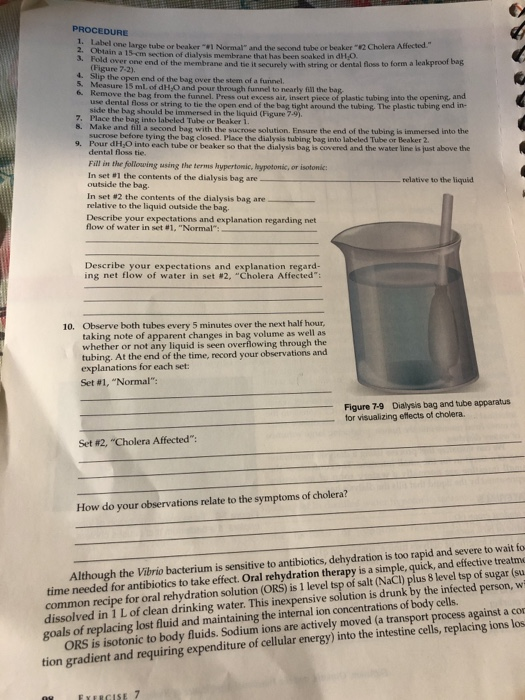 Solved PROCEDURE 1. Label one large tube or beaker - Normal | Chegg.com
