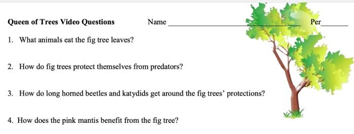 Solved Name Per Queen of Trees Video Questions 1. What | Chegg.com
