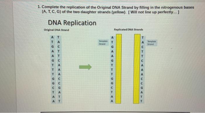 Solved 1. Complete the replication of the Original DNA | Chegg.com