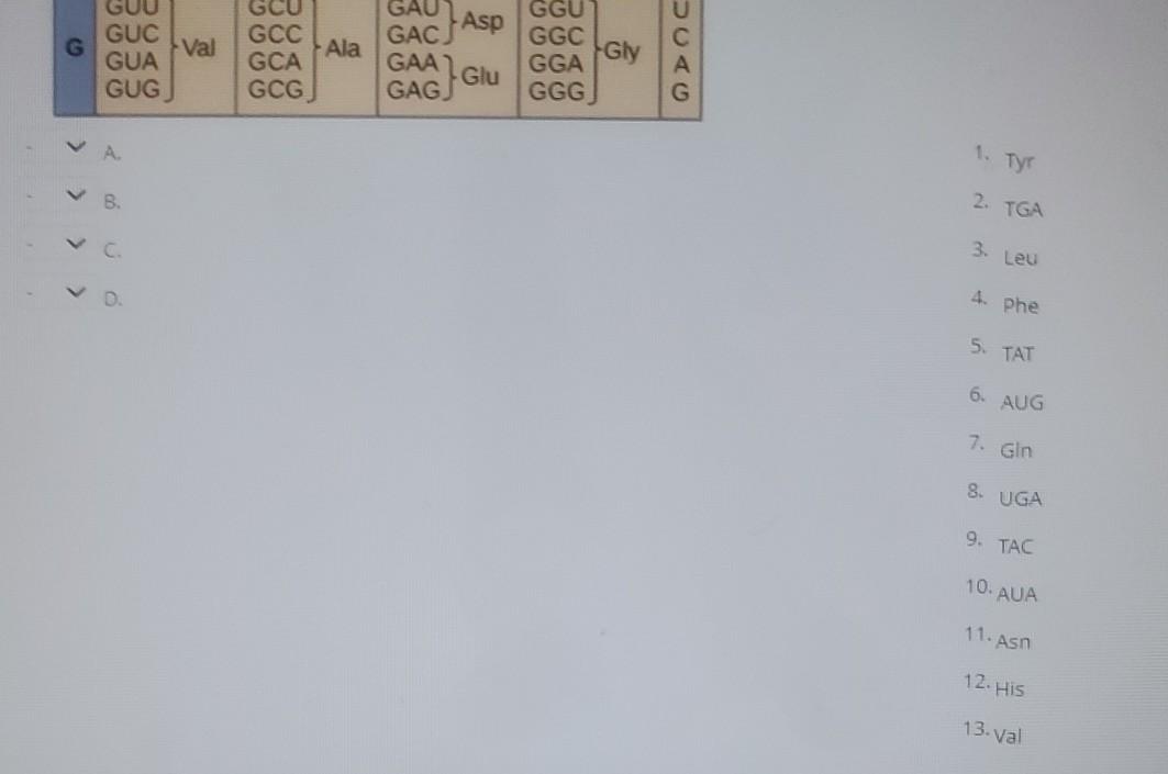 Solved Match the correct DNA, MRNA, or amino acid to the | Chegg.com