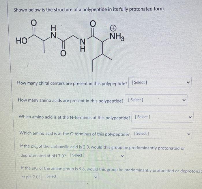 Solved Shown below is the structure of a polypeptide in its | Chegg.com