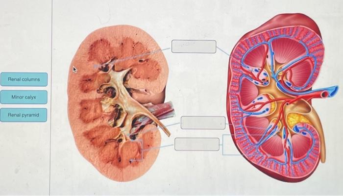 Solved Renal columns Minor calyx Renal pyramid | Chegg.com