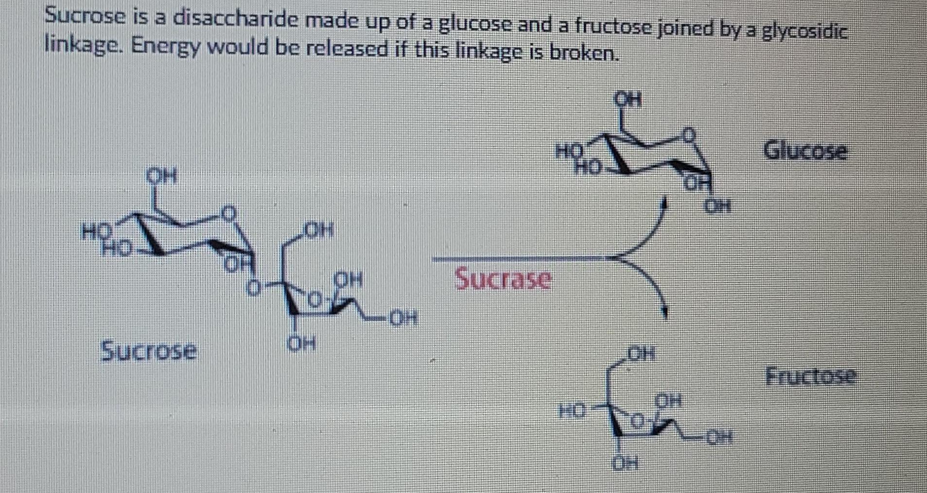 Solved Sucrose is a disaccharide made up of a glucose and a | Chegg.com
