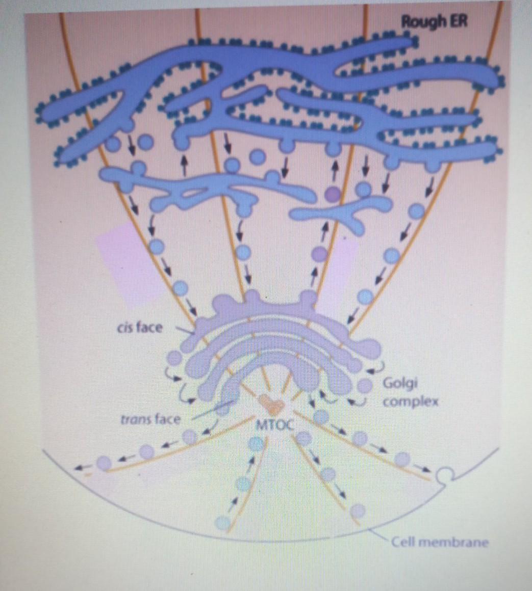 Rough ER 2 cis face Golgi complex trans face MTOC | Chegg.com