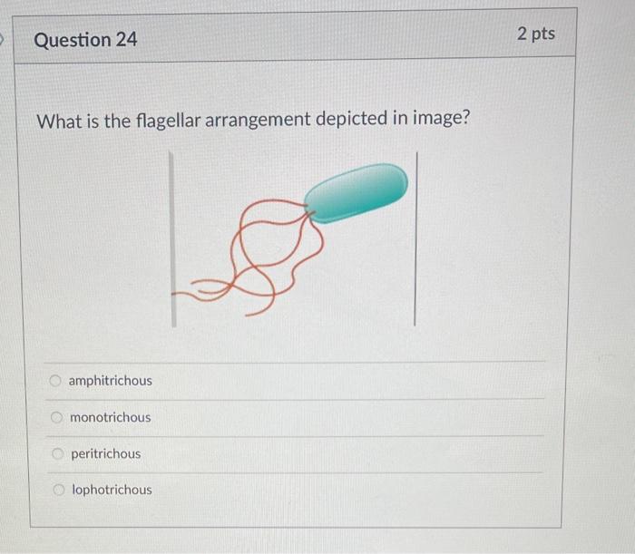 Solved What is the flagellar arrangement depicted in image? | Chegg.com