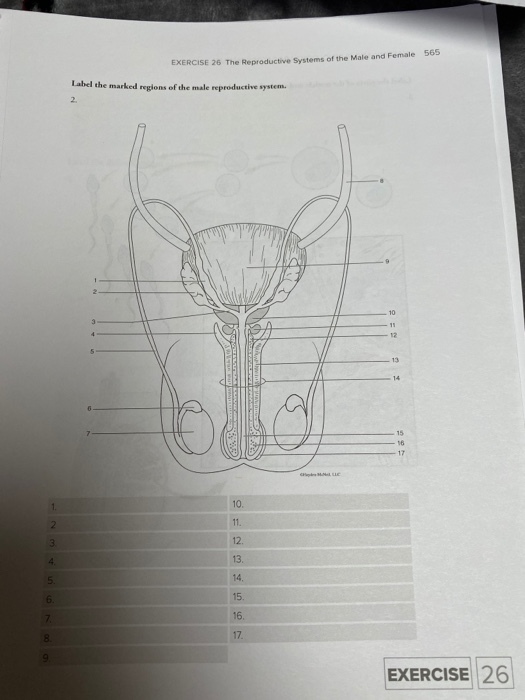 Solved EXERCISE 25 The Reproductive Systems of the Male and | Chegg.com