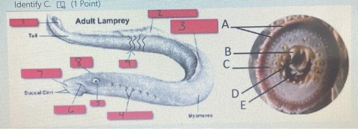 Solved Identify C. C. (1 Point) Adult Lamprey A D | Chegg.com