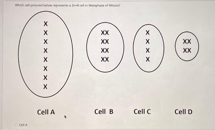 Solved Which cell pictured below represents a 2n=8 cell in | Chegg.com