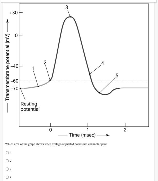 Solved +30 Transmembrane potential (mv) -40 -60 -70 2 3 4 3 | Chegg.com