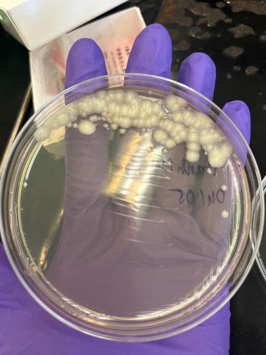 Solved please decribe the morphology and significan ( shape, | Chegg.com