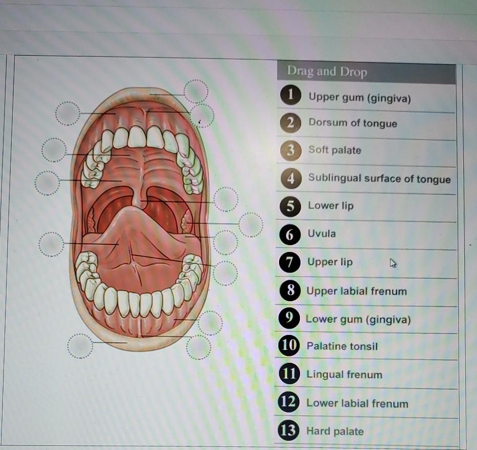 Solved Drag and Drop 1 Upper gum (gingiva) 2 Dorsum of | Chegg.com