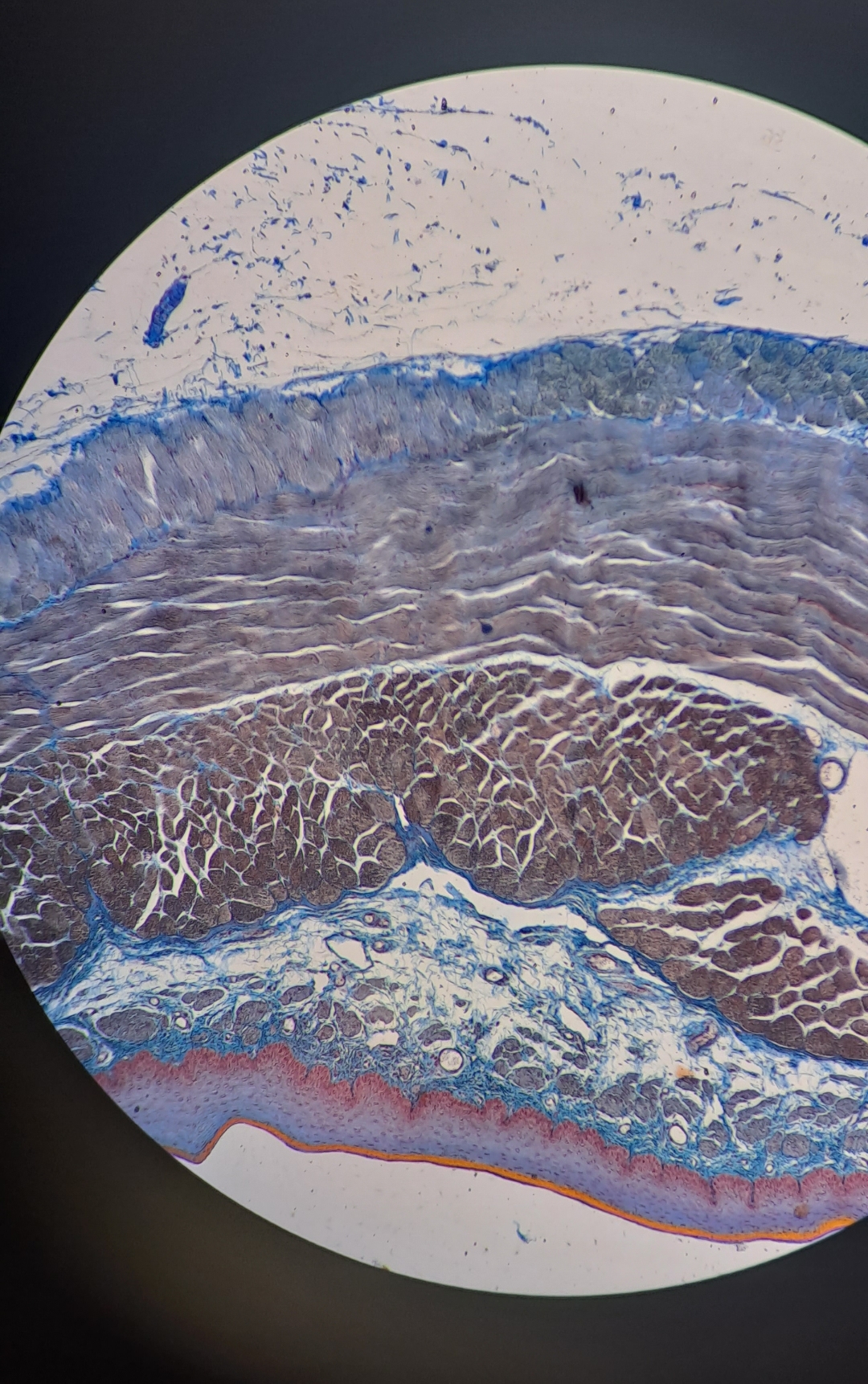 Solved Please provide labels for the following microscopic | Chegg.com