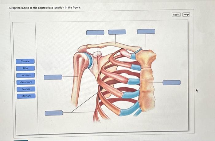 Solved Drag the labels to the appropriate location in the | Chegg.com