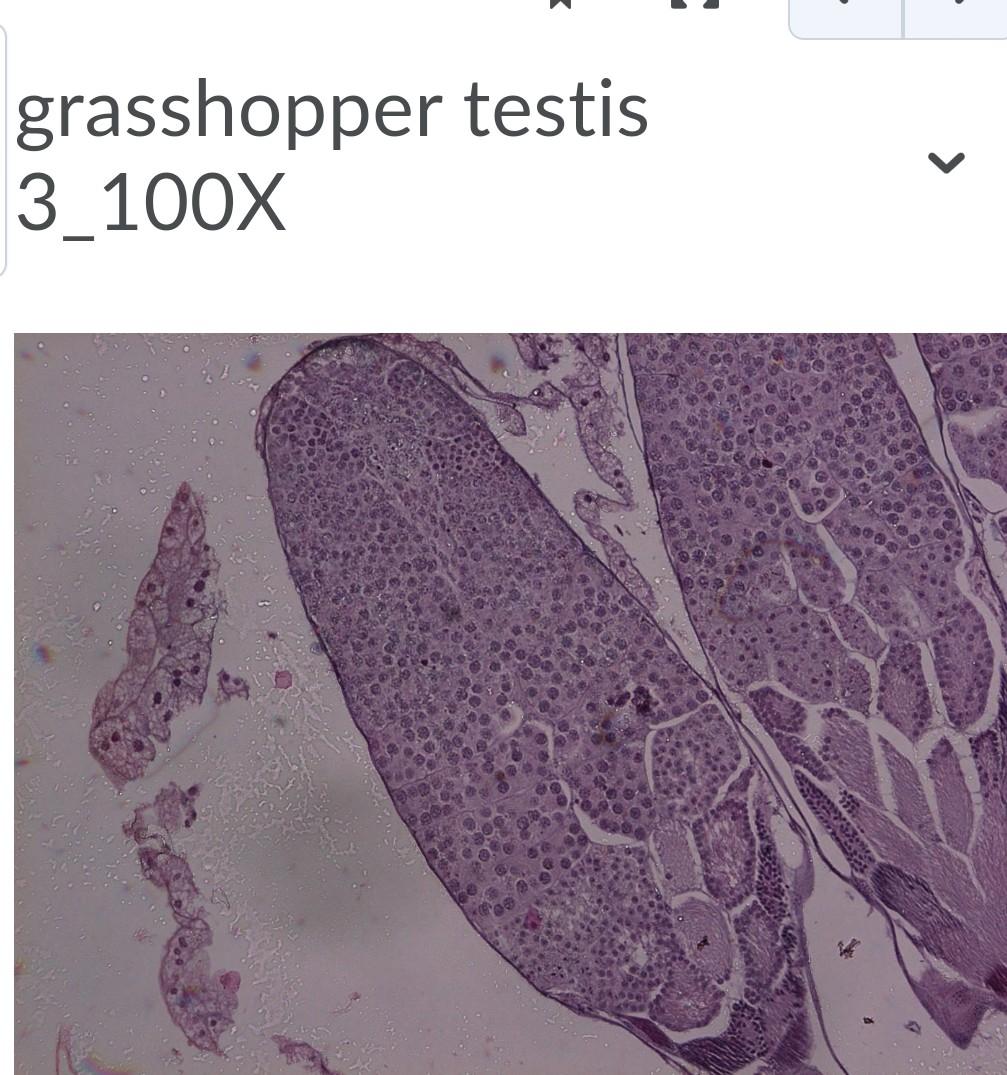 Solved lily anther second meiotic division_40X > lily | Chegg.com
