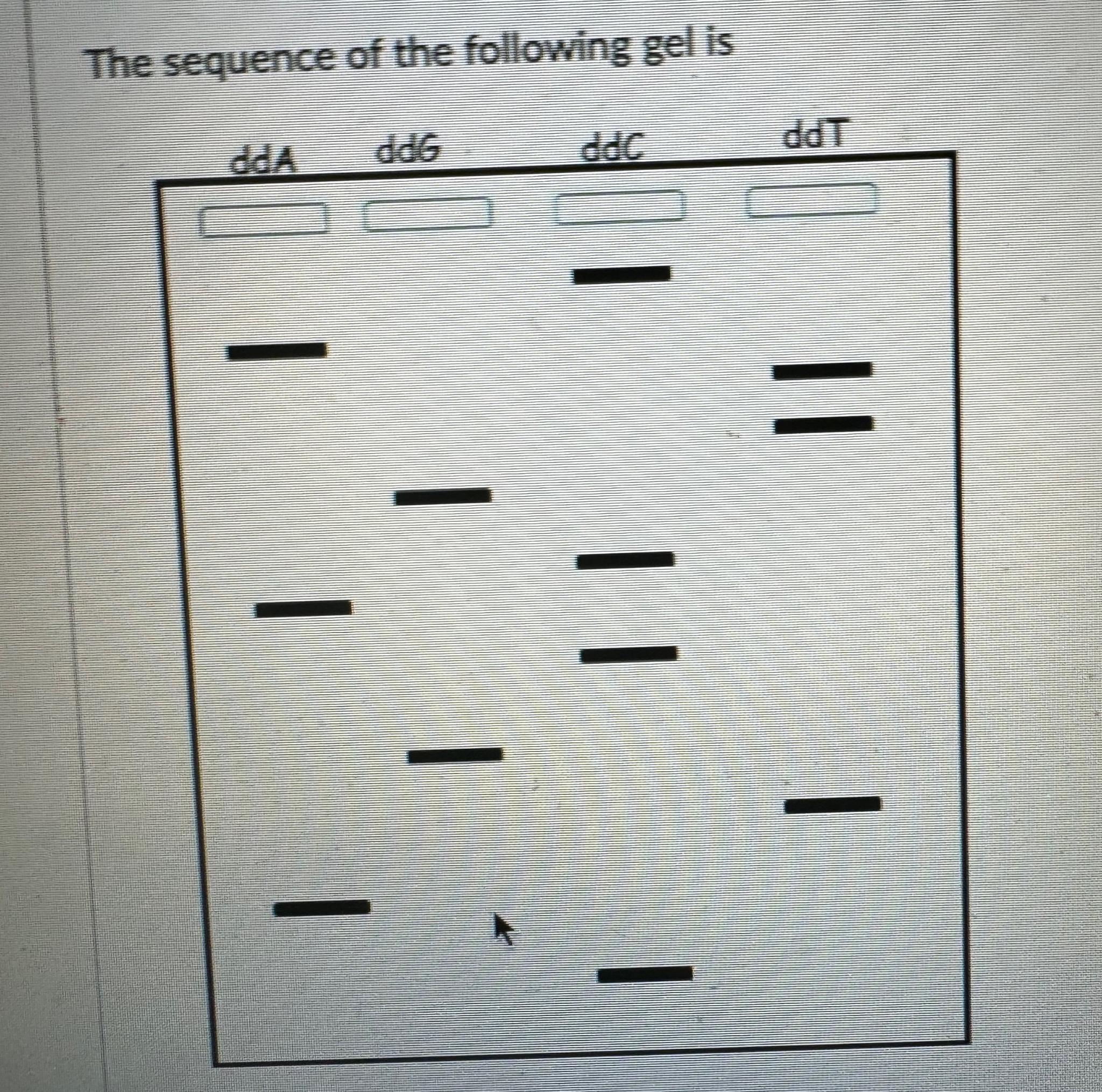 Solved The sequence of the following gel is | Chegg.com