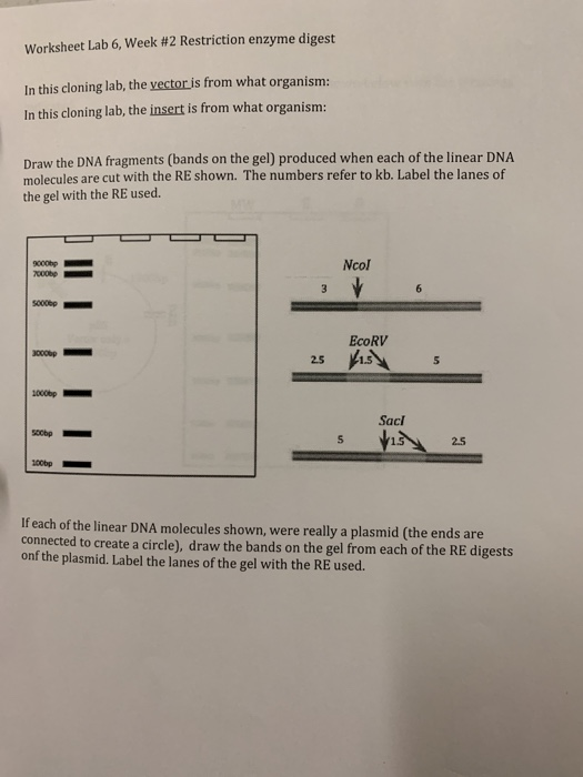 Solved Worksheet Lab 6, Week #2 Restriction enzyme digest In | Chegg.com