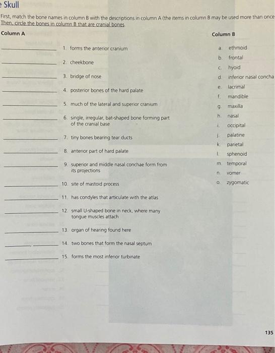 Solved Skull First, match the bone names in column B with | Chegg.com