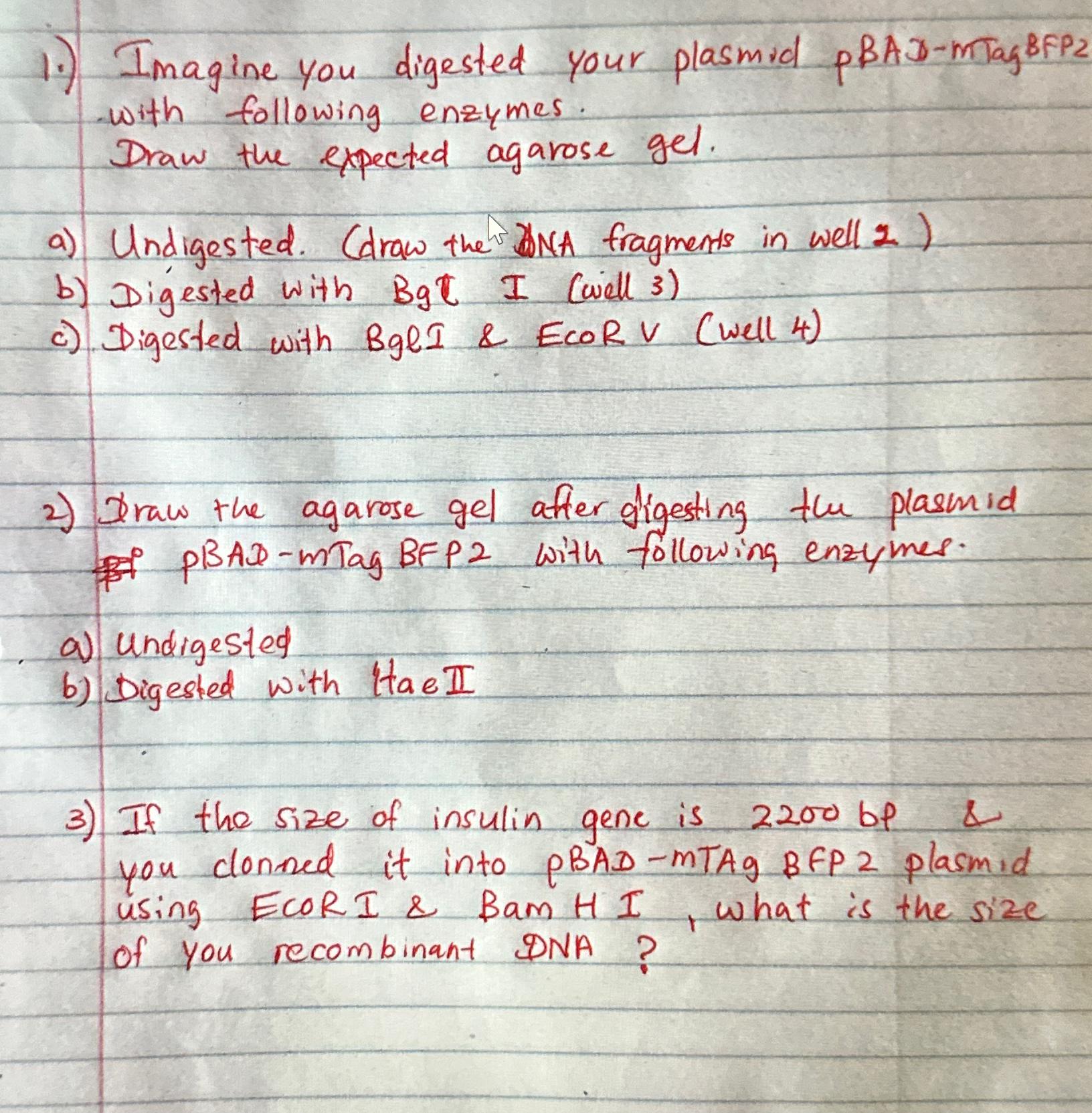 Solved 1.) ﻿Imagine you digested your plasmid pBAD-mTagBFPZ | Chegg.com