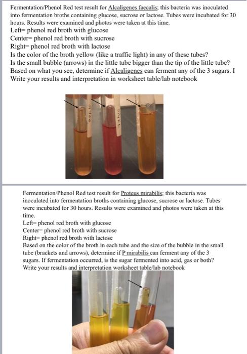 Solved Bacteria 1- Alcaligenes Faecalis. Growth-yes or no | Chegg.com