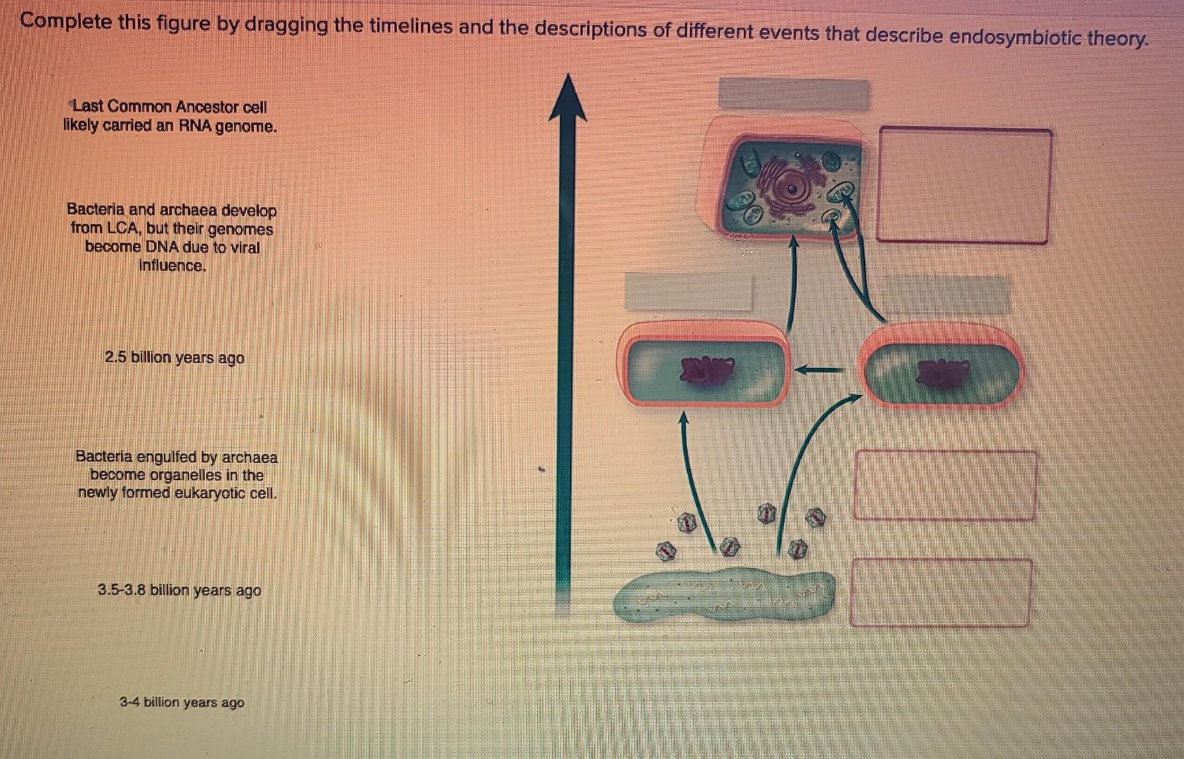 Solved Complete this figure by dragging the timelines and | Chegg.com