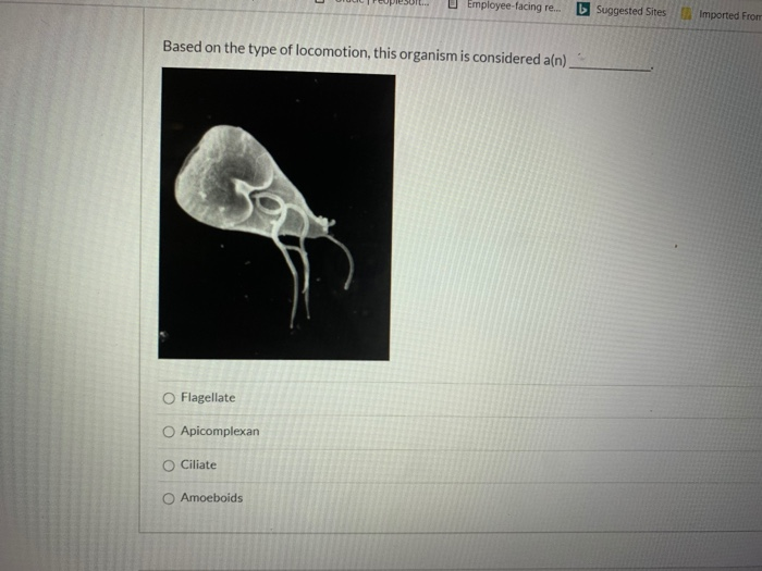 Solved The yellow protist seen in the image is considered | Chegg.com