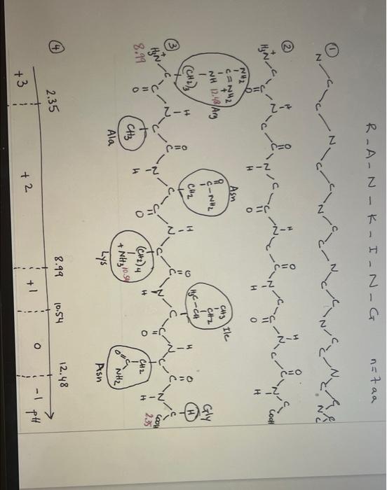 Solved Worksheet on how to draw the structure of a peptide | Chegg.com