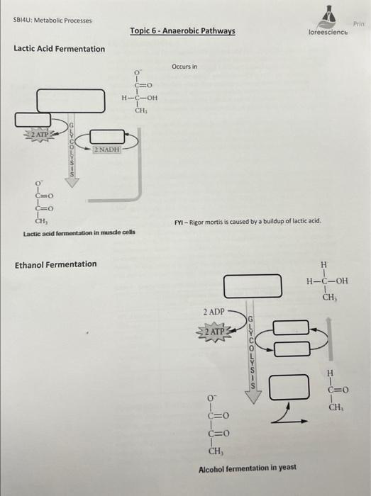 Solved \$8.4U: Metabolic Processes Topic 6 - Anaerobic | Chegg.com