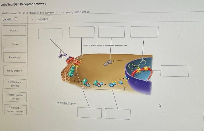 Lobeling EGF Receptor pathway Labei the molecules in | Chegg.com